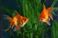 Poisson rouge : tout savoir sur ce poisson d'ornement