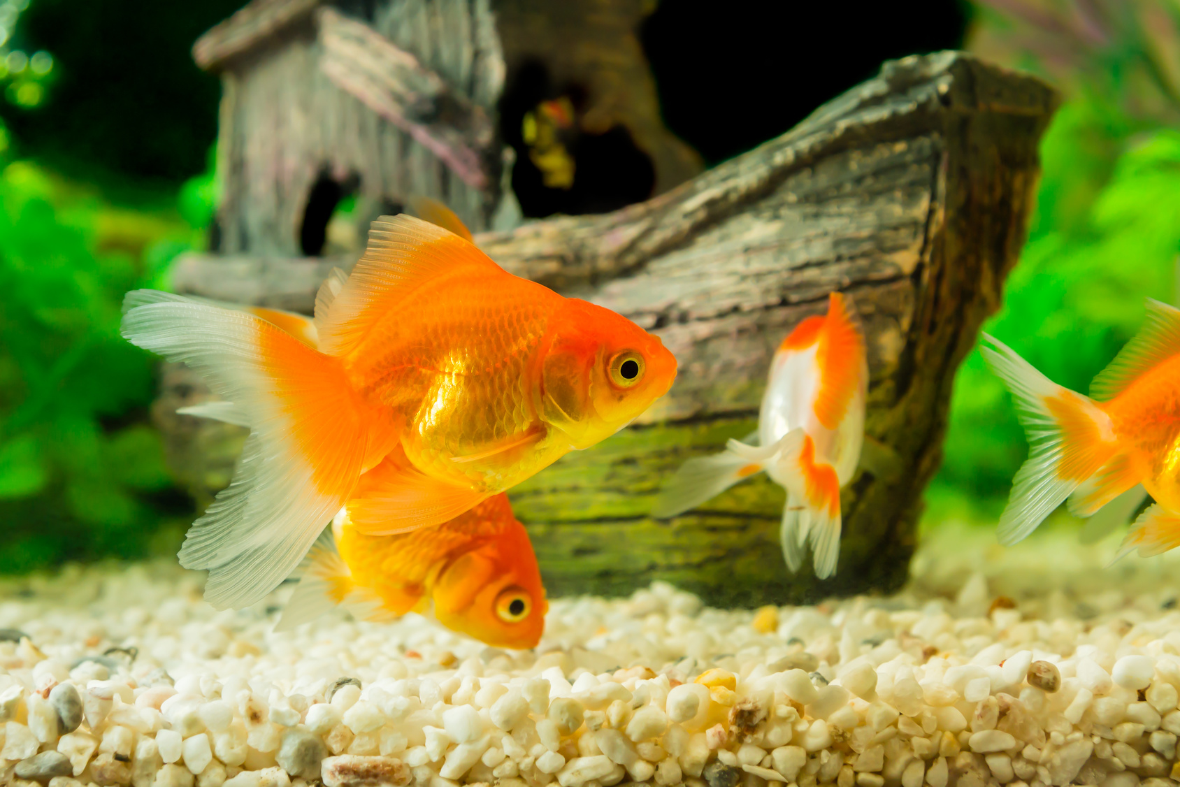 Poisson rouge : tout savoir sur ce poisson d'ornement