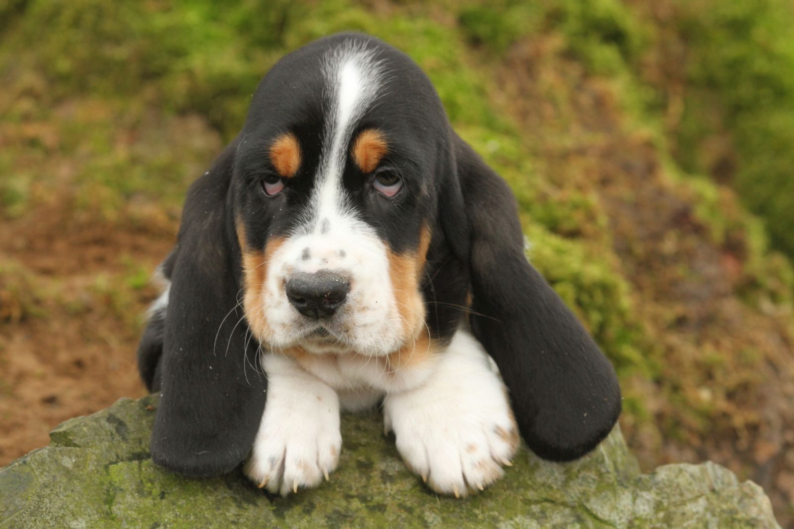 Race De Chien Tombant Les Plus Grandes Races De Chiens Sous Forme De