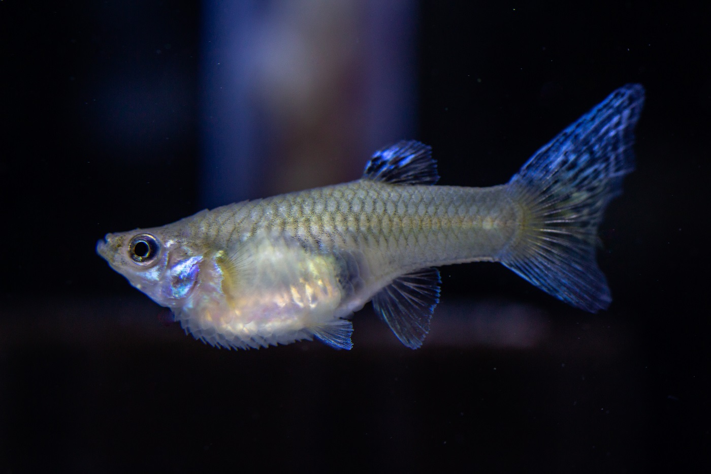 Hydropisie chez le poisson : causes, dangers et traitement