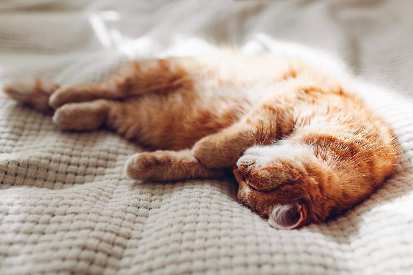 Positions De Sommeil Du Chat Durée, Phases, Rythmes : Tout Savoir Sur