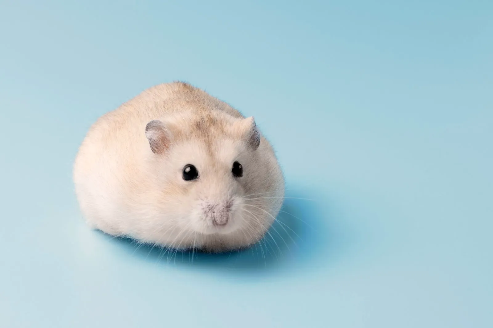 Hamster nain : taille, caractère, élevage et prix | Magazine zooplus