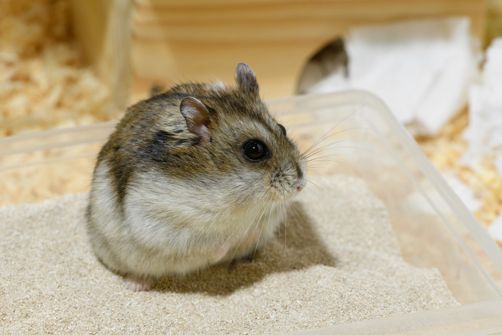 Hamster nain : taille, caractère, élevage et prix | Magazine zooplus