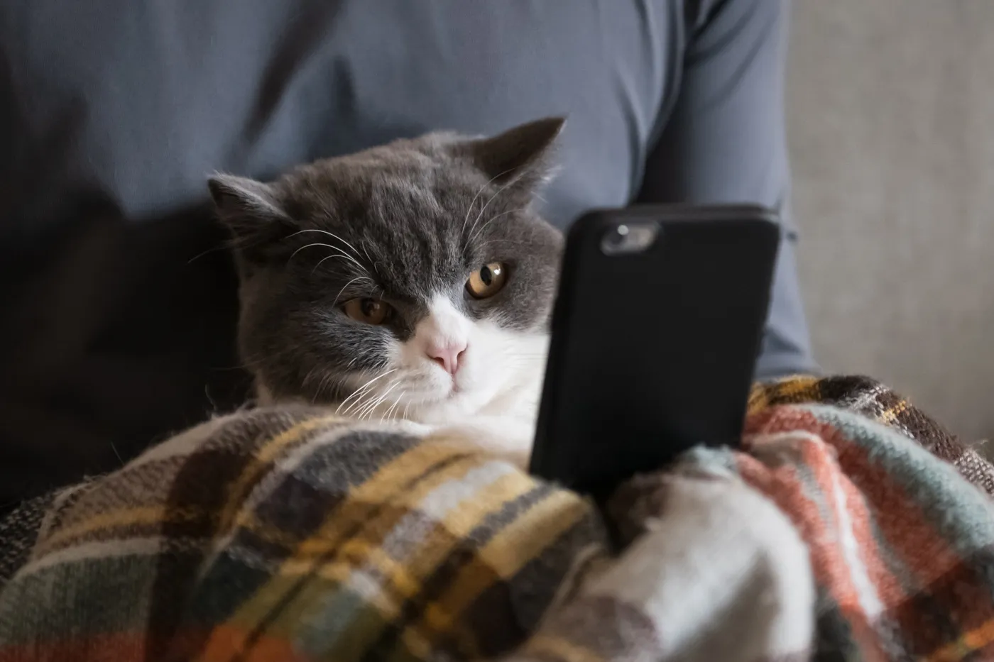 Top 15 des races de chats les plus populaires sur les réseaux