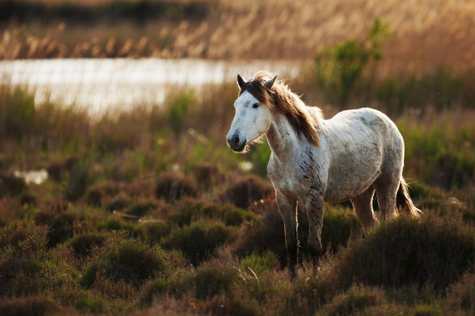 Cheval Camargue : apparence, caractère, élevage