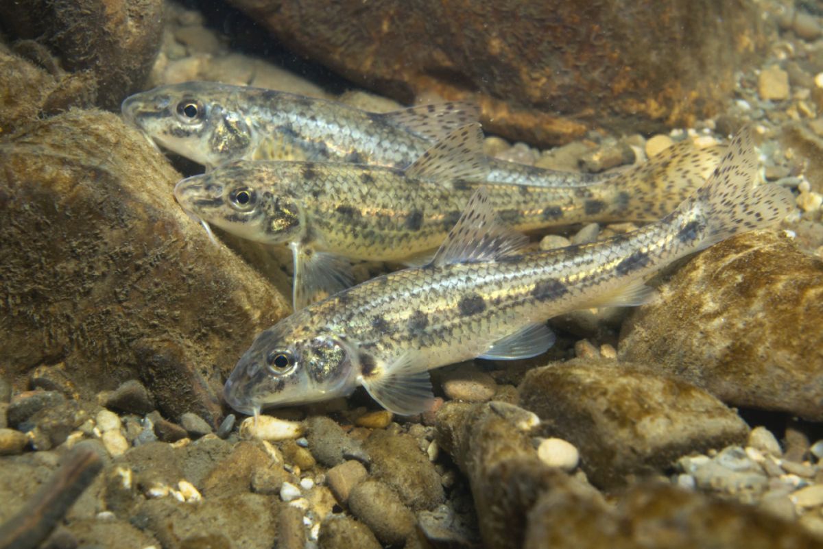 Goujon : tout savoir sur ce poisson d'eau douce discret