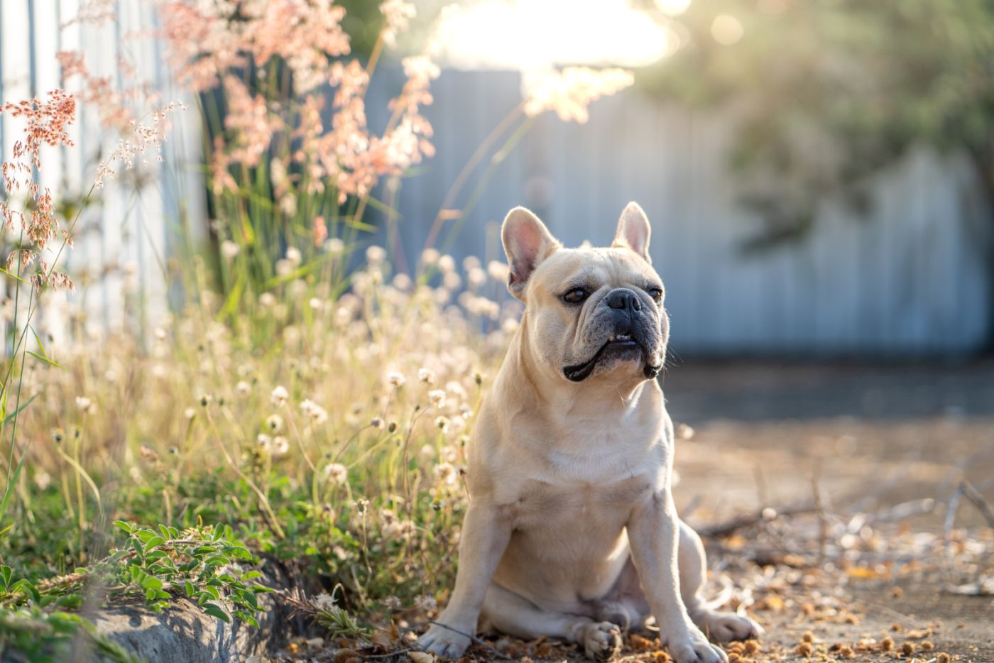 Top 25 des races de chien les plus populaires | Magazine zooplus