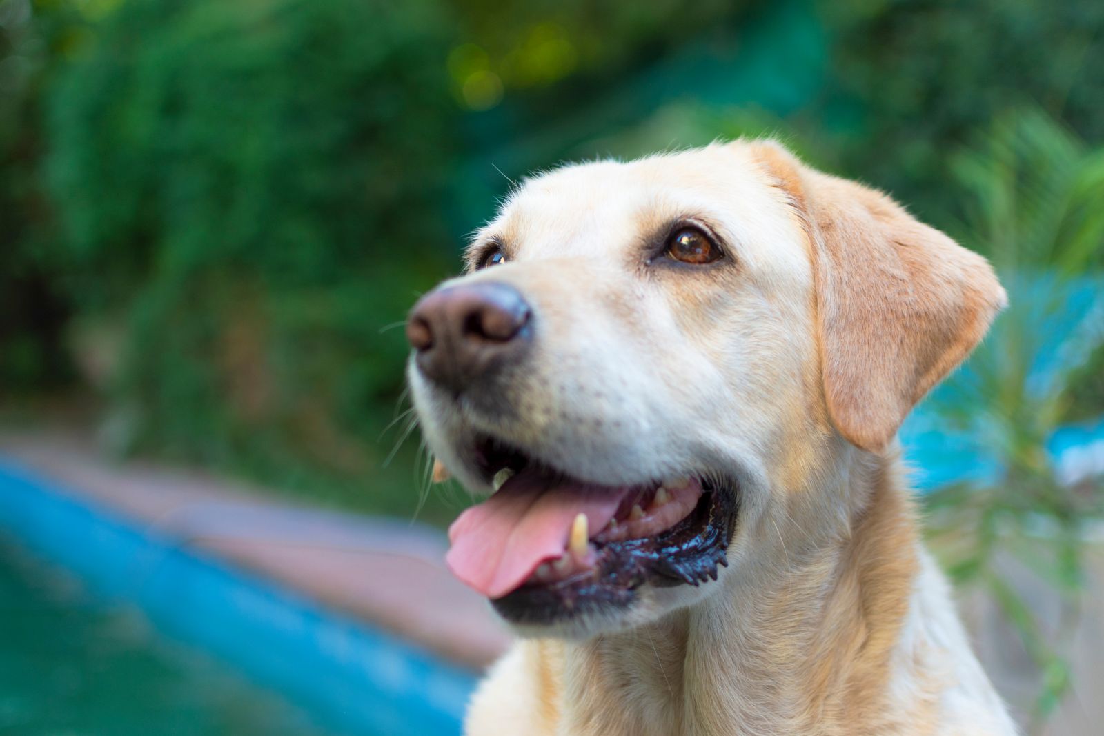 Top 25 des races de chien les plus populaires | Magazine zooplus